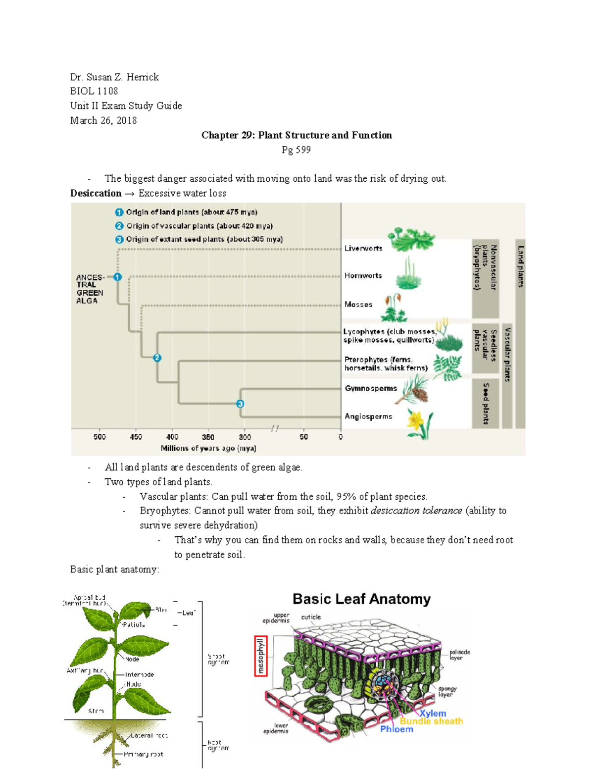BIOL 1108 Unit II Exam Study Guide: Plant Structure & Function - Studocu