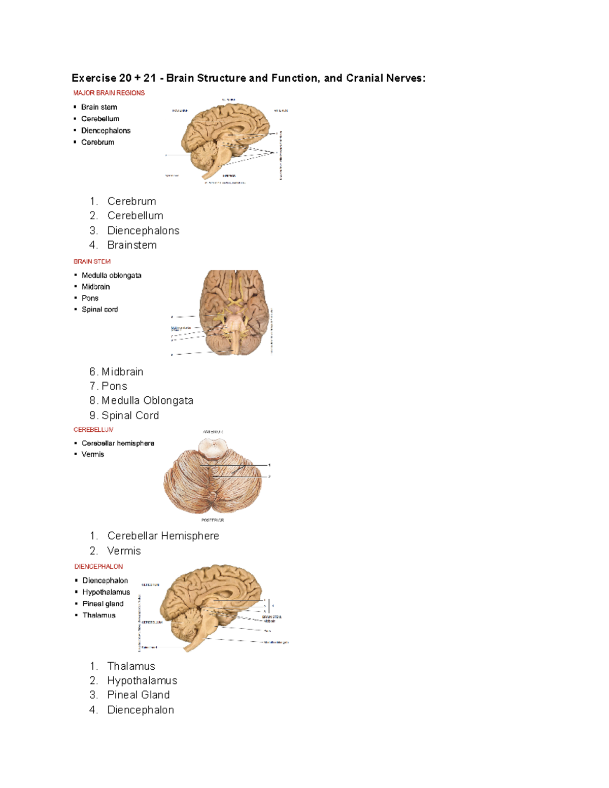 Anatomy and Physiology Lab; Exercise 20+21 - Brain Structure+Function ...