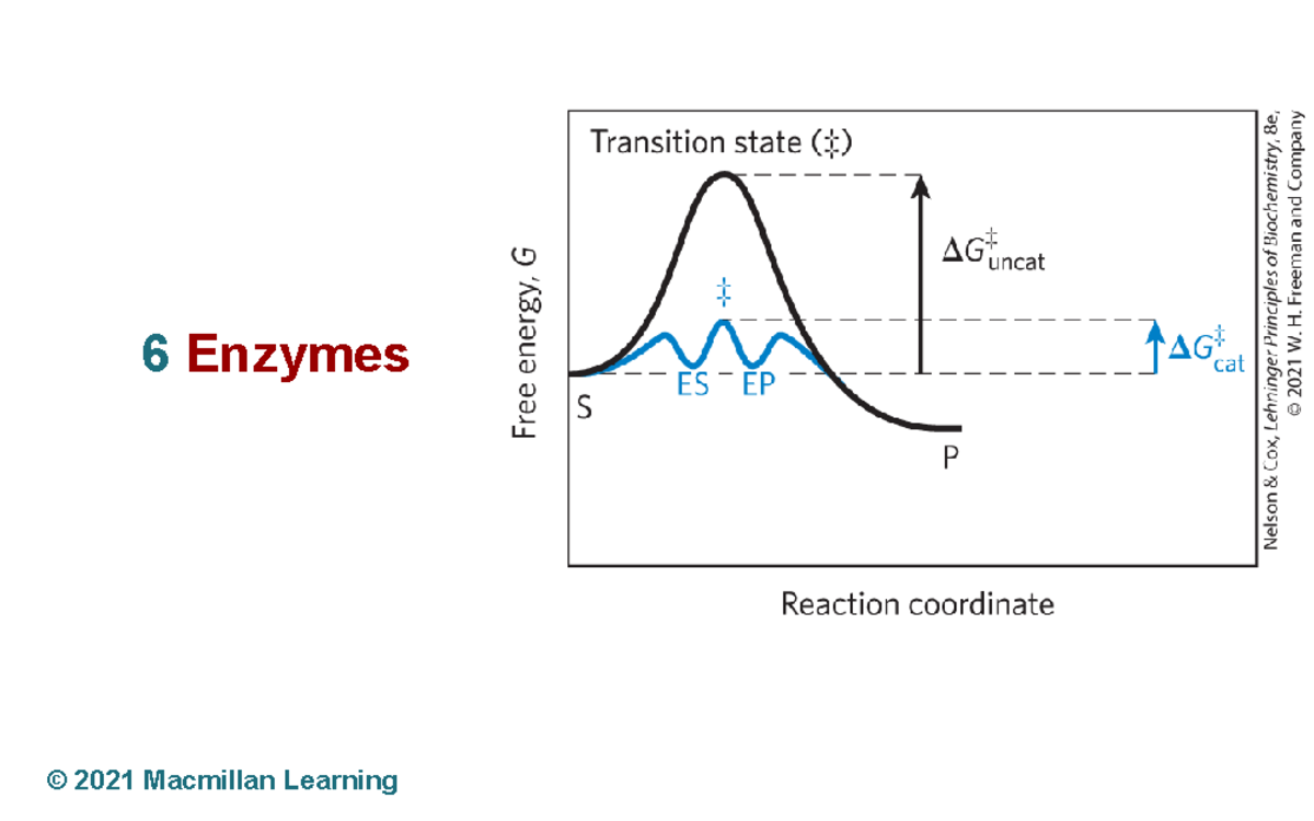 Enzymes and Kinetics: Insights from Michaelis-Menten Theory (Ch 6 ...