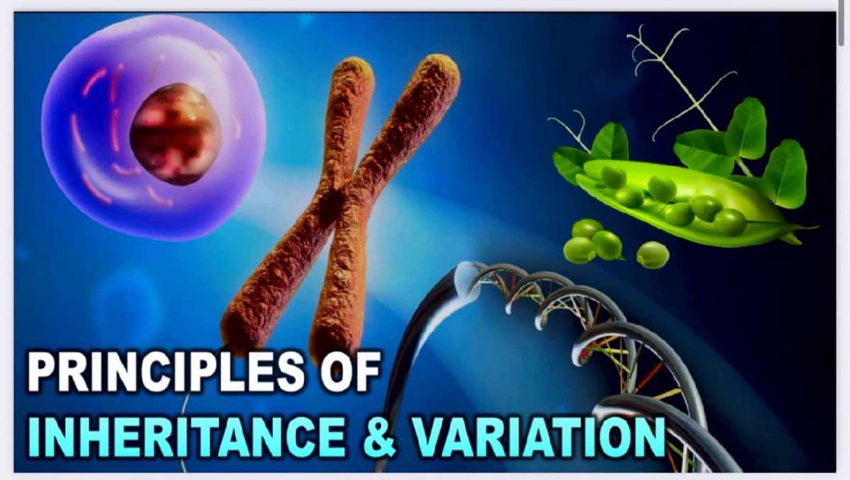 Mendelian Genetics: Principles of Inheritance and Variation - Studocu