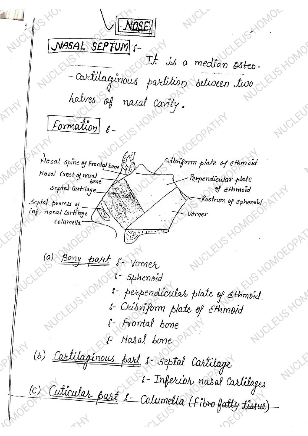 Anatomy of the Nasal Cavity and Related Structures - 1st Year - Studocu