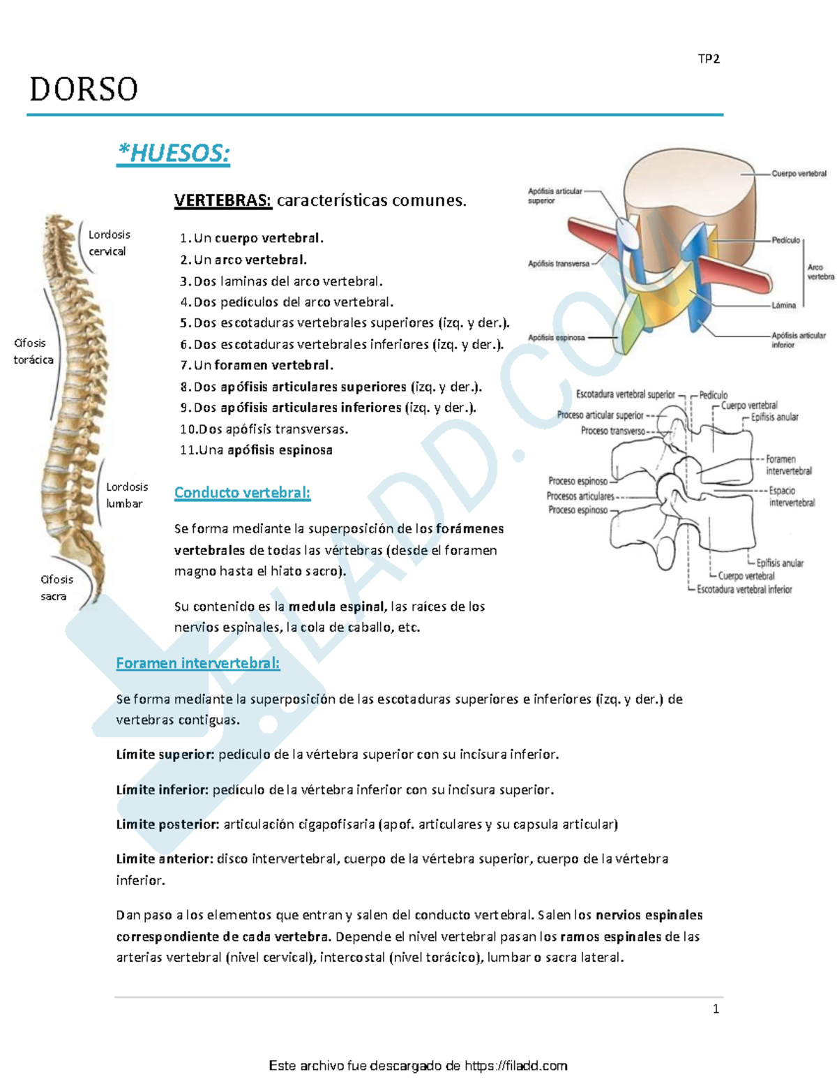 TP2 DORSO VERTEBRAS: Características y Anatomía Detallada - Studocu