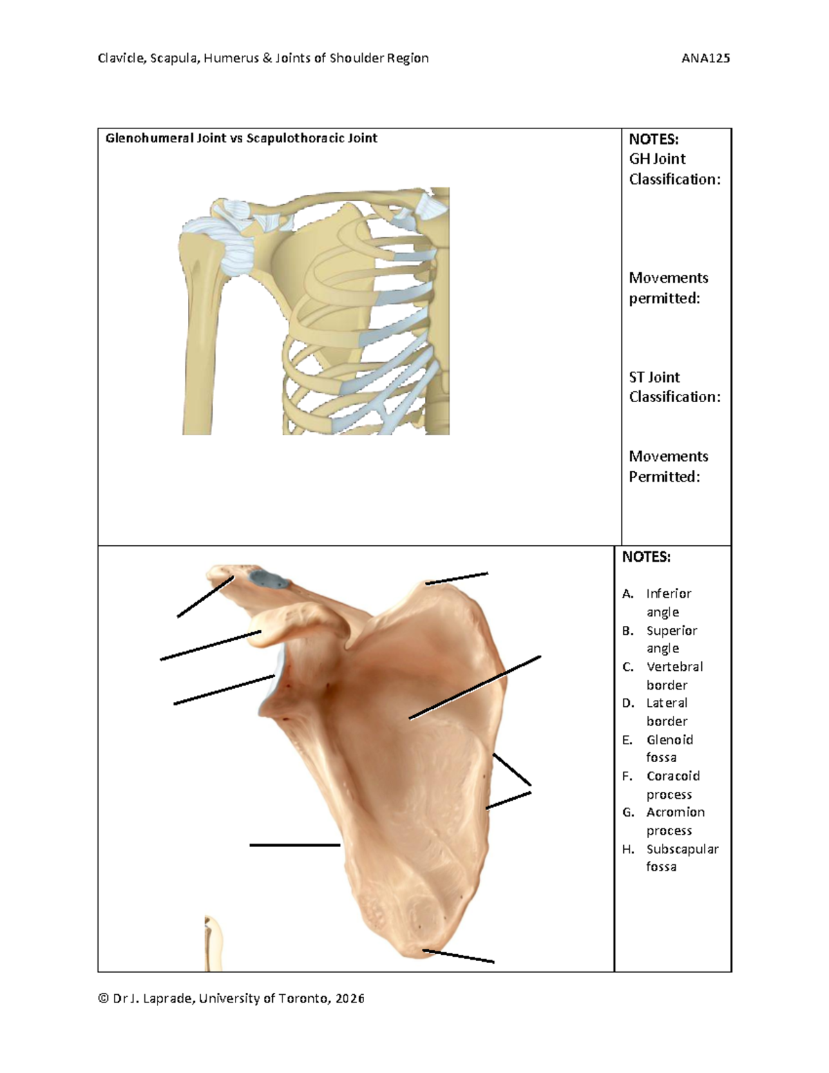ANA125 Clavicle, Scapula, Humerus Joints Overview and Notes 2026 - Studocu