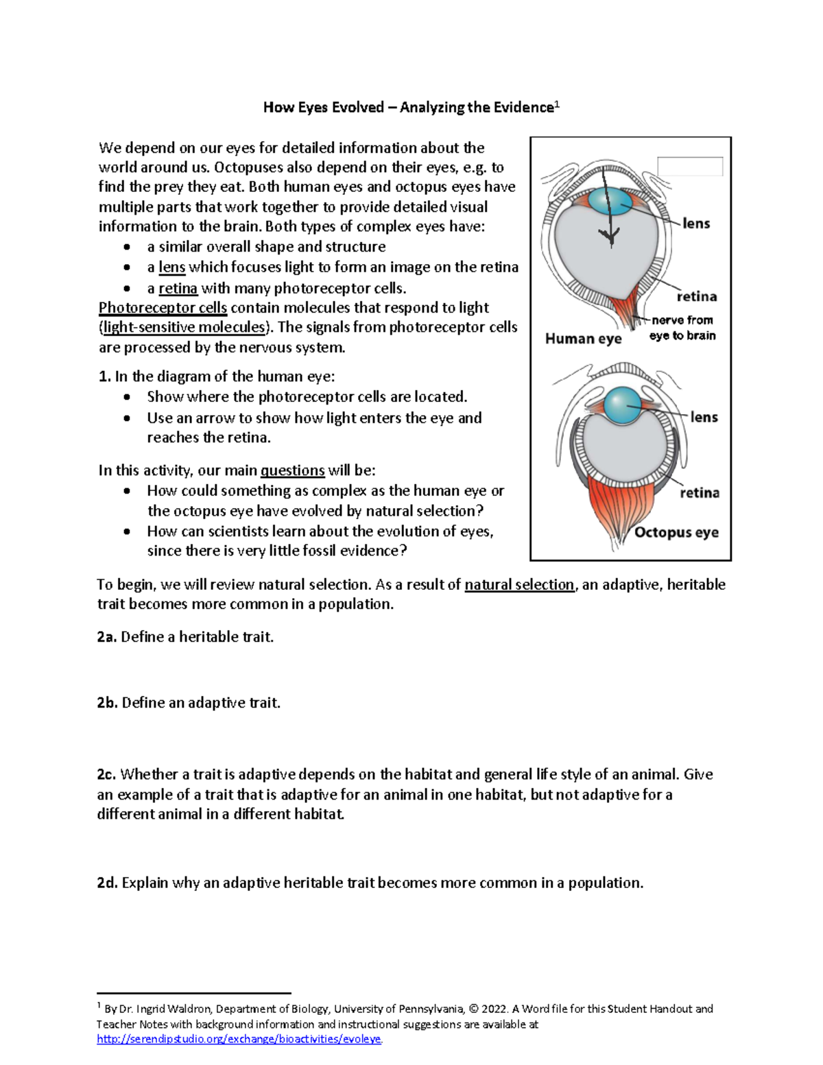 Evolution of Eyes: Evidence and Natural Selection Analysis (BIO 101 ...