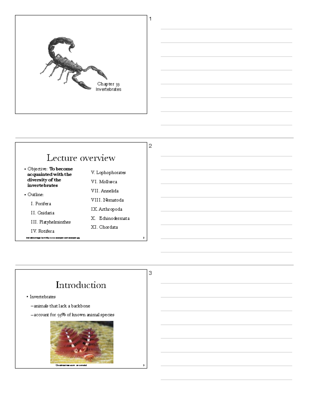 Chapter 33: Invertebrates Lecture Notes - Studocu