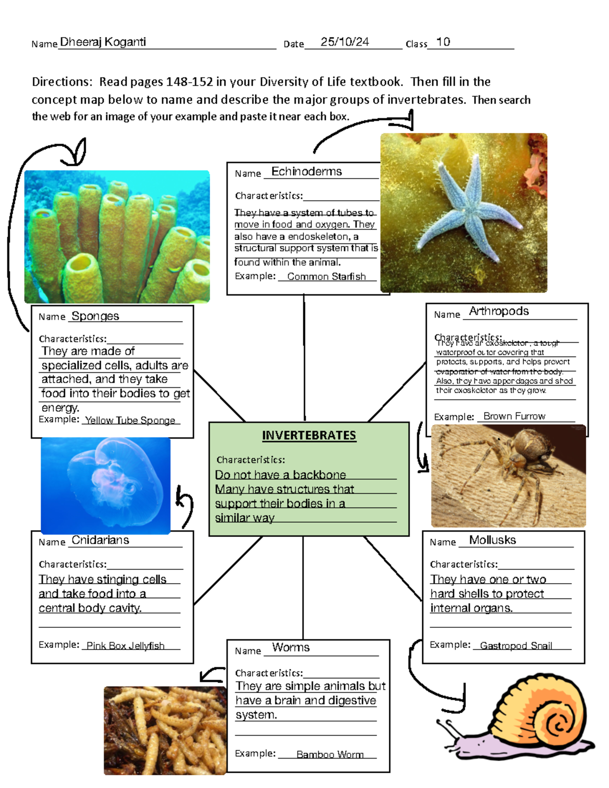 Invertebrate concept map - Name ...