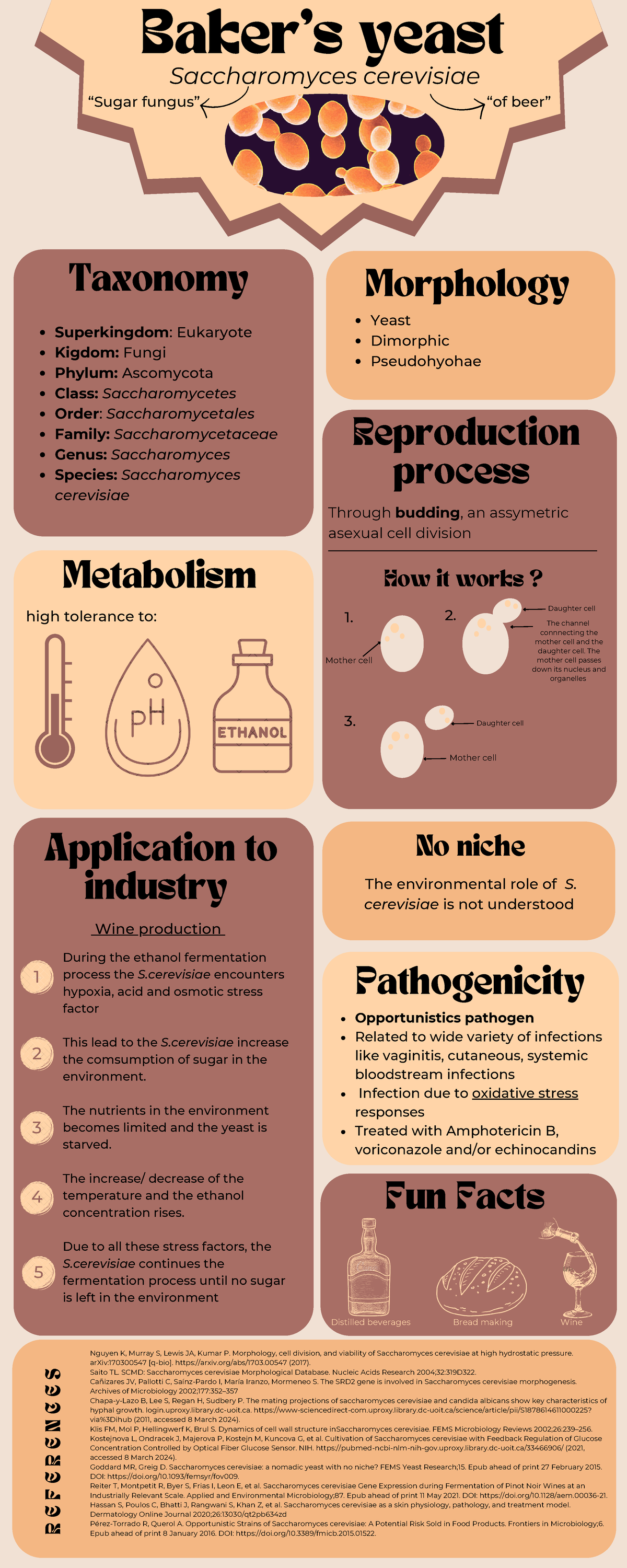 Microbial Profil-Fungus - Metabolism Mother cell Baker’s yeast ...