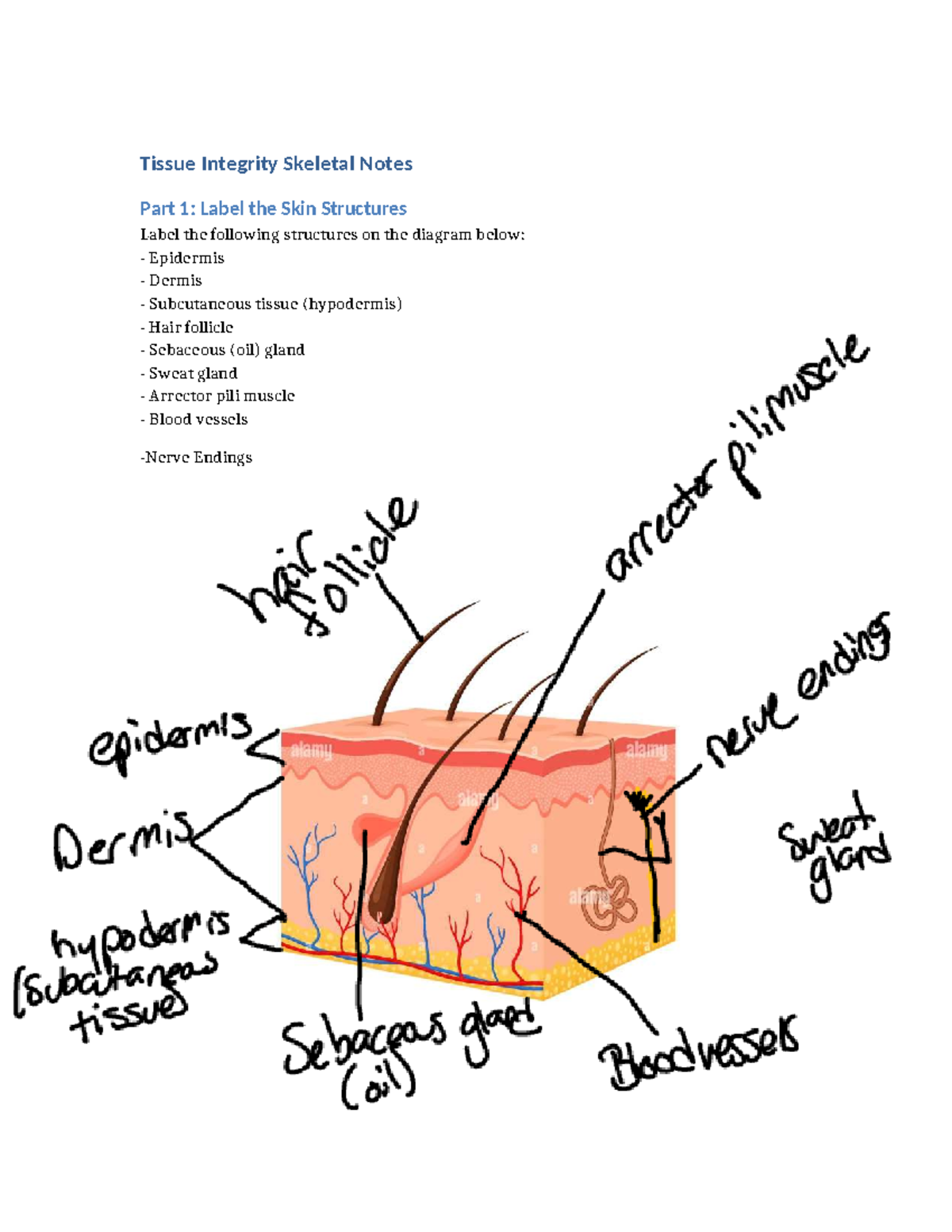 Tissue Integrity Skeletal Notes (Part 1 & 2) - Skin Structures ...