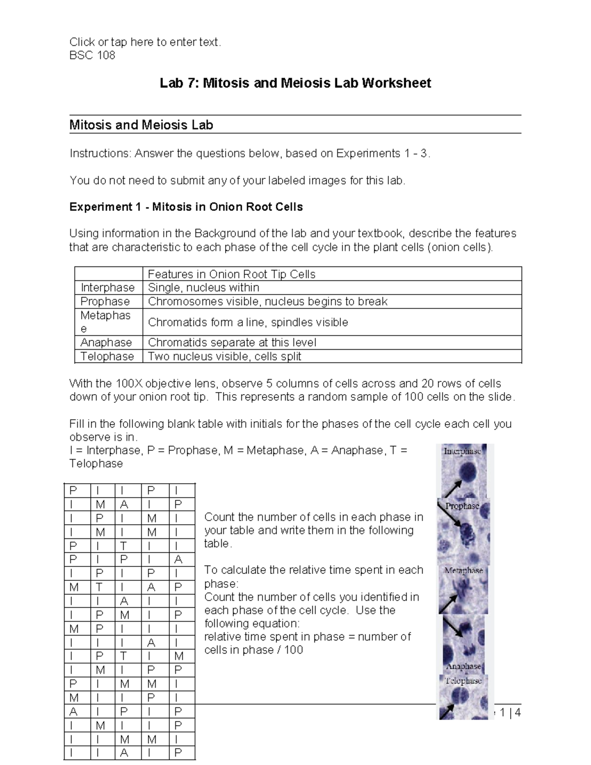 BSC 108 Lab 7: Mitosis and Meiosis Worksheet - Studocu