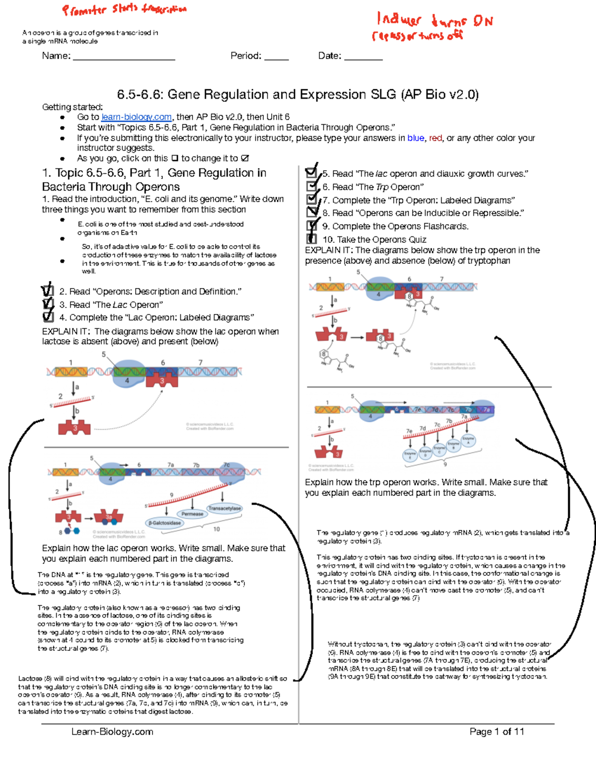 LB #18 - Gene Regulation & Expression Guide (AP Bio V2) - Studocu