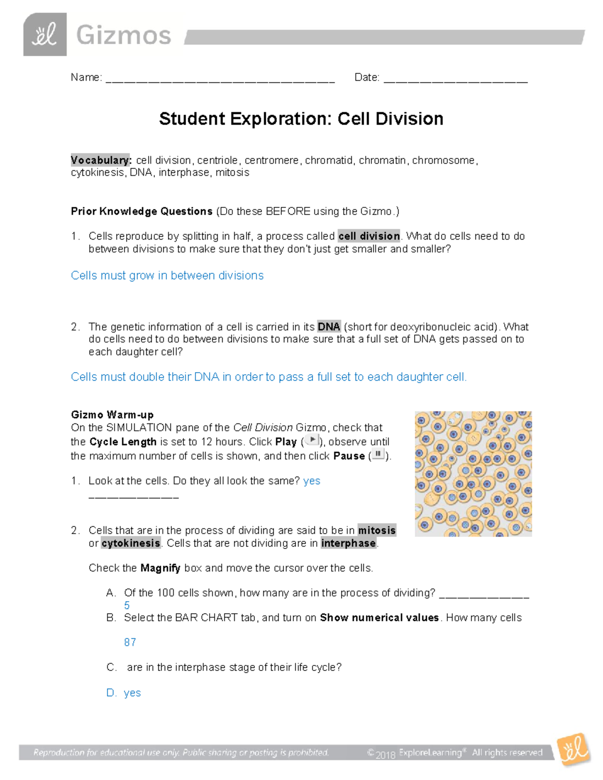 Cell Division Exploration: Vocabulary & Gizmo Activity - Studocu