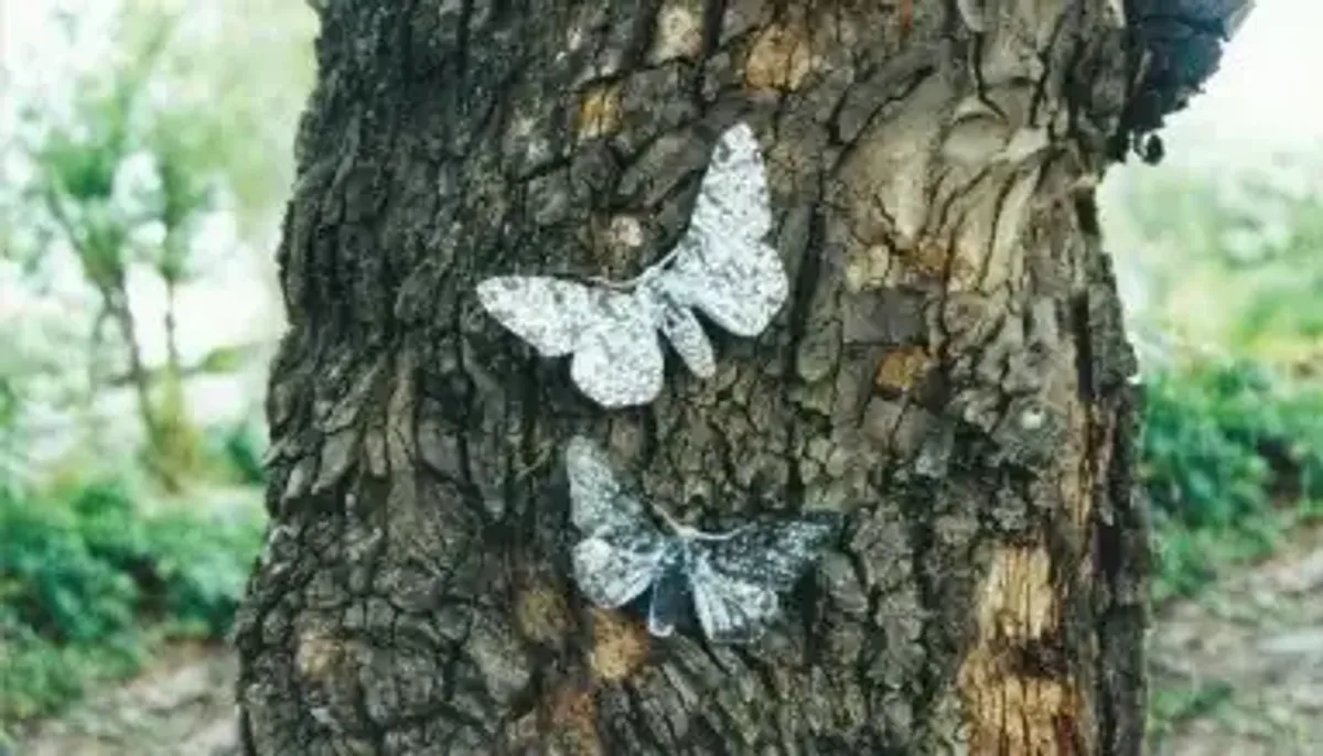 Peppered Moth Game Worksheet - Natural Selection Simulation - Studocu