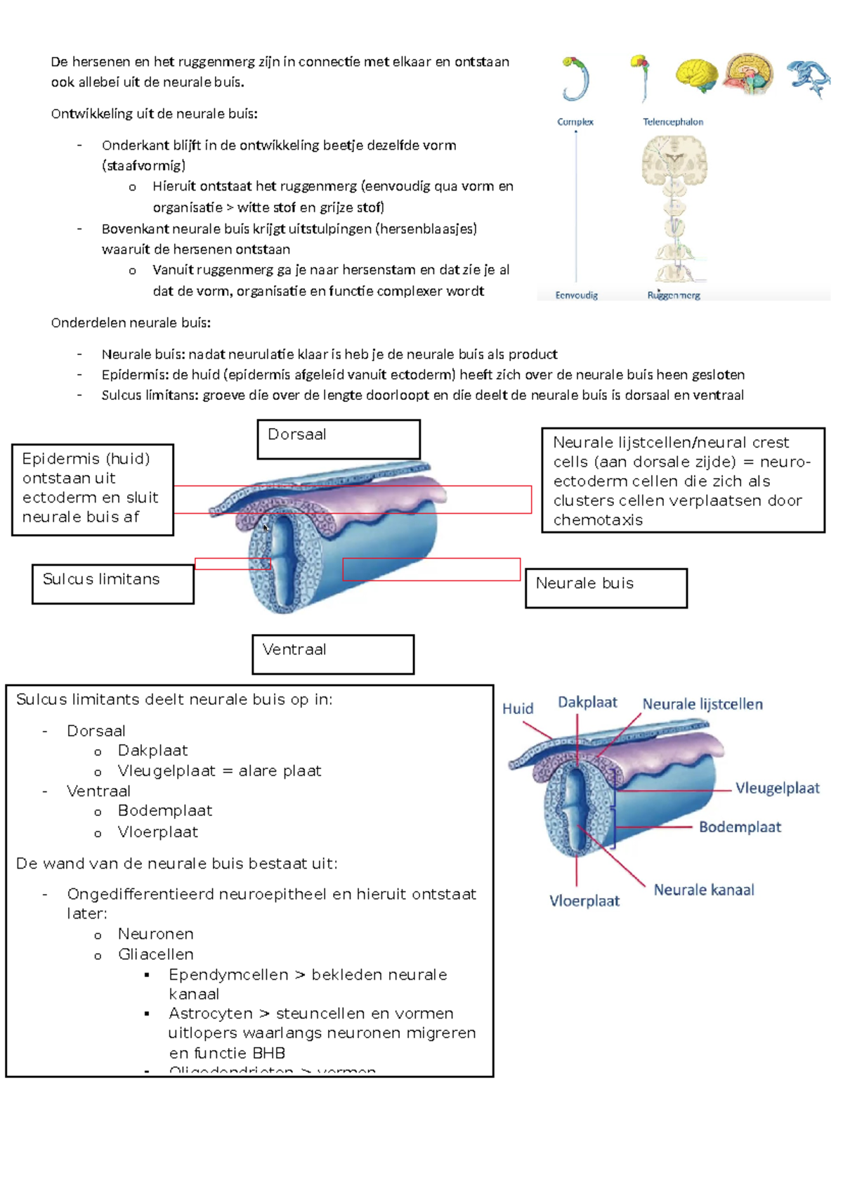 Ontwikkeling van Ruggenmerg en Zenuwstelsel in Neurale Buis - Studeersnel