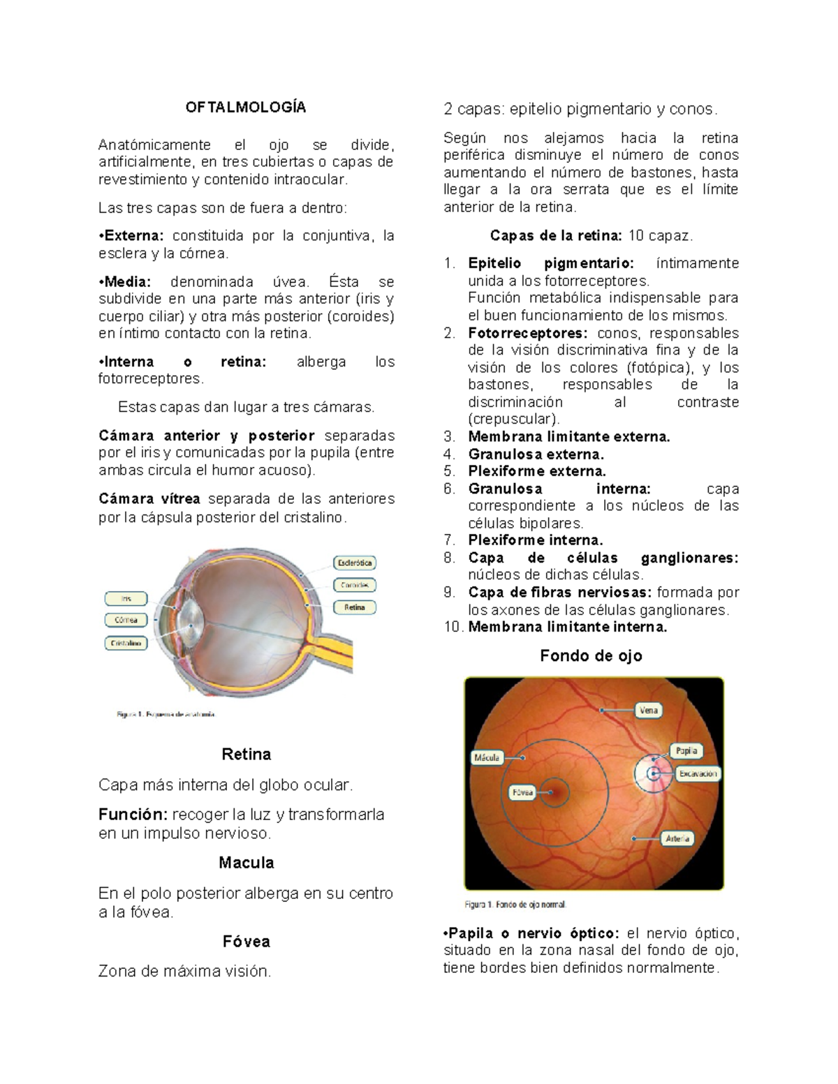 Anatomía De Las Capas De La Retina La Estructura Del Ojo Ilustración