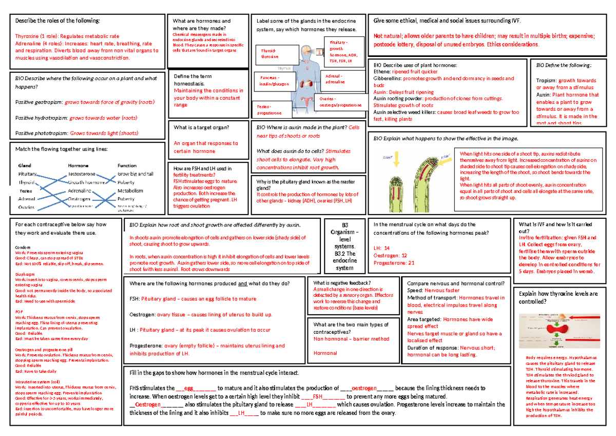 Broadsheet B3.2 - The Endocrine System: Hormones & Their Functions ...