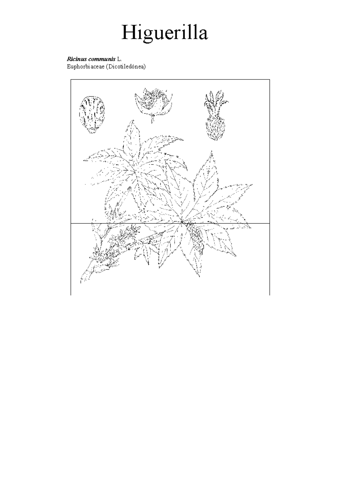 Higuerilla (Ricinus communis L.) - Overview and Characteristics - Studocu