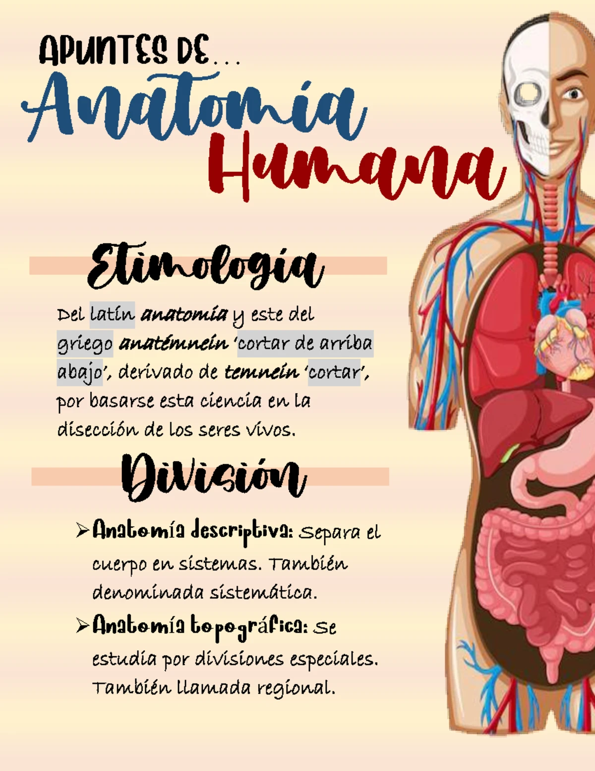 Manual de Anatomía Humana: Articulaciones del Aparato Axial - Studocu