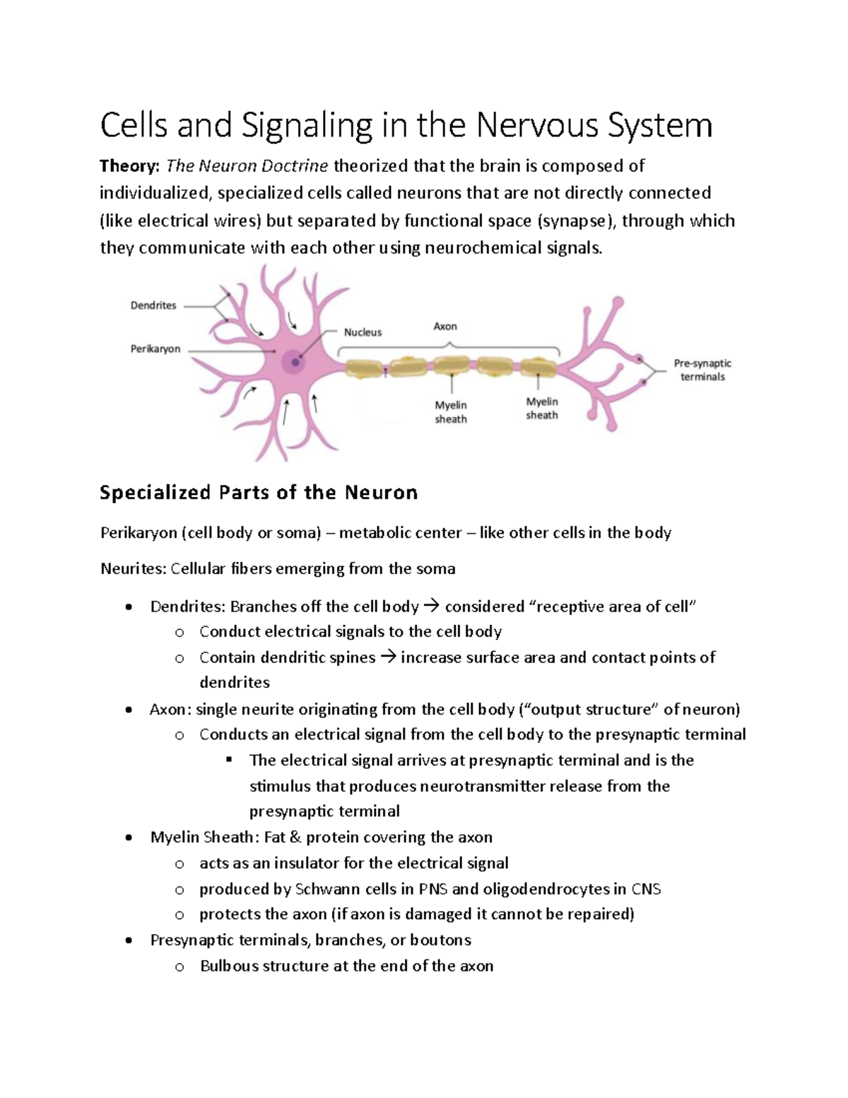 CNS 101: Overview of Structure and Functions in the Nervous System ...