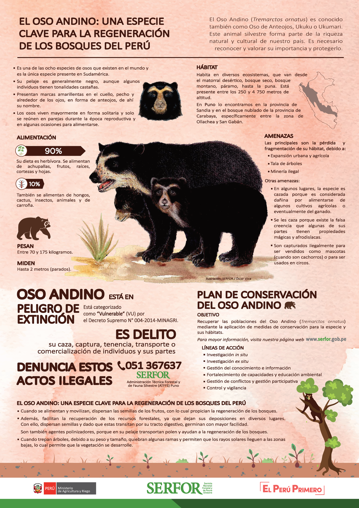 Infografía sobre el Oso Andino: Especie Clave para los Bosques del Perú ...