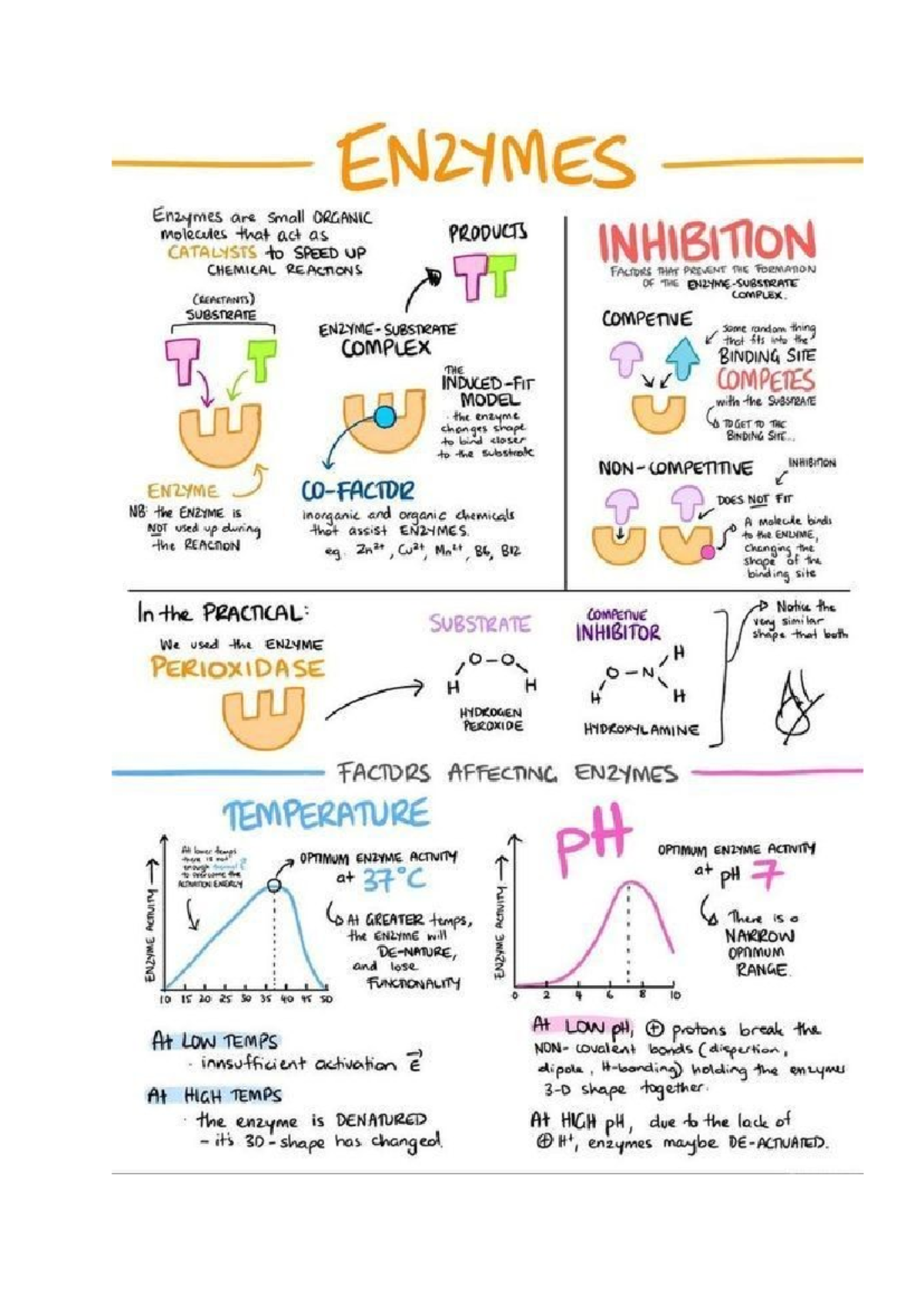 Cell Notes: Enzymes and Their Functions in Reactions - Studocu
