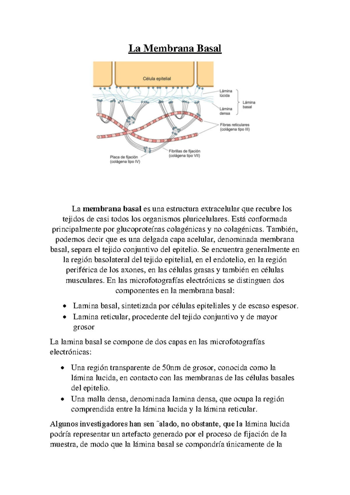 Tejido Epitelial: Imágenes, Descripciones y Localizaciones - Lab. Histo ...