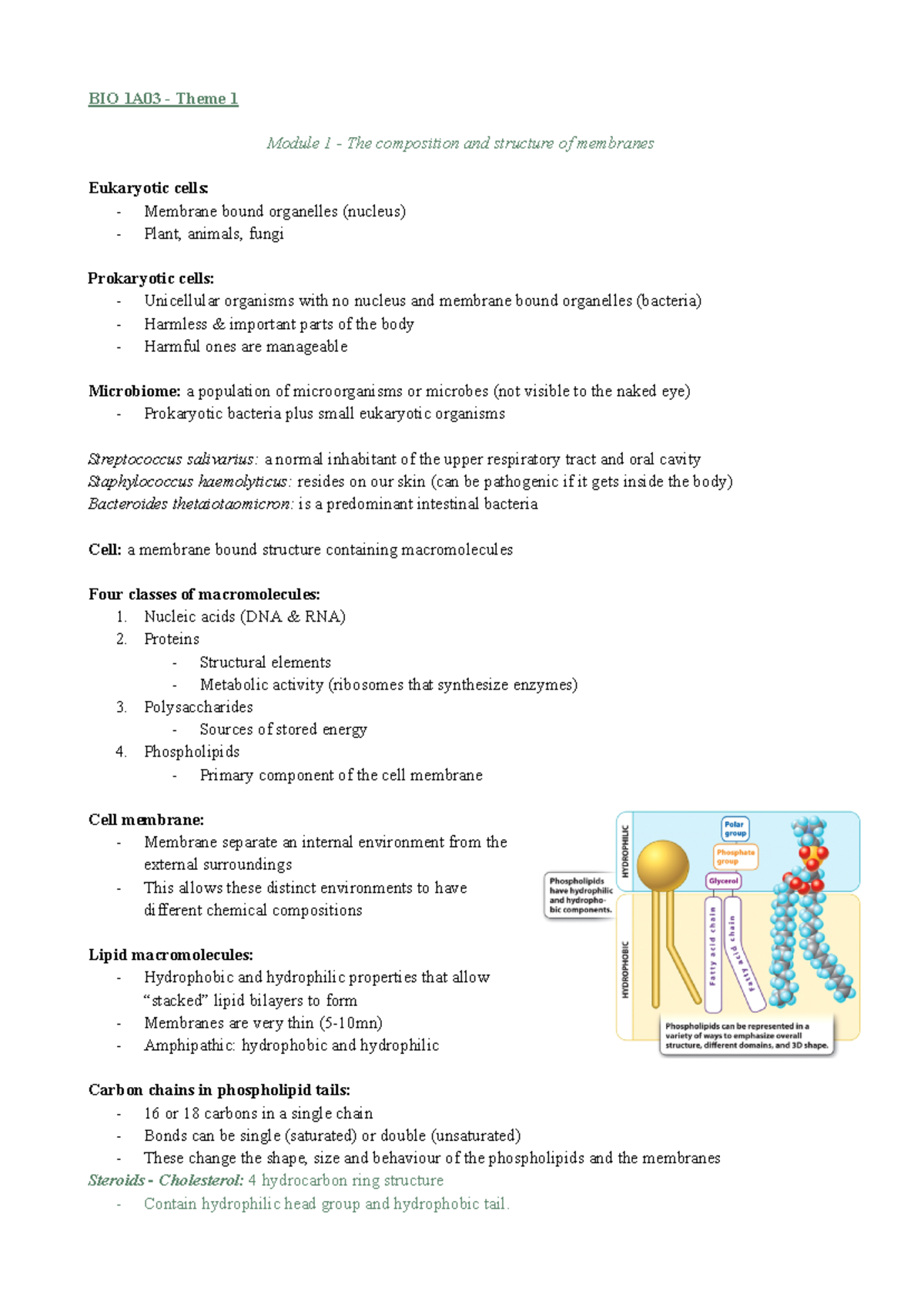 BIO 1A03 Final Exam Study Notes: Membrane Structure & Function - Studocu