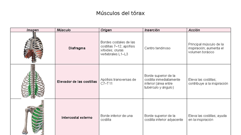 Cuadro de Músculos del Tórax: Anatomía y Funciones - Studocu