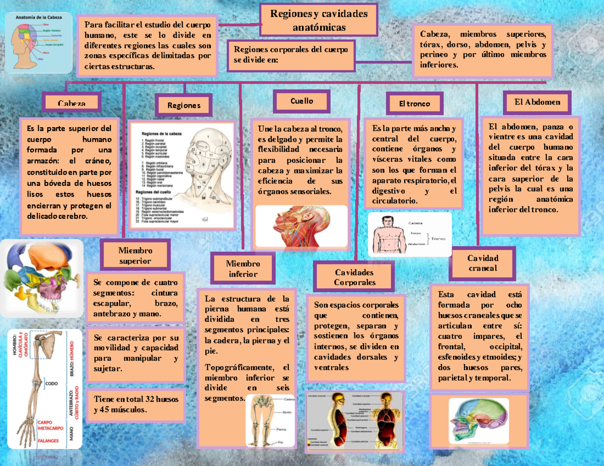 Regiones y cavidades anatómicas - Medicina - UG - Studocu
