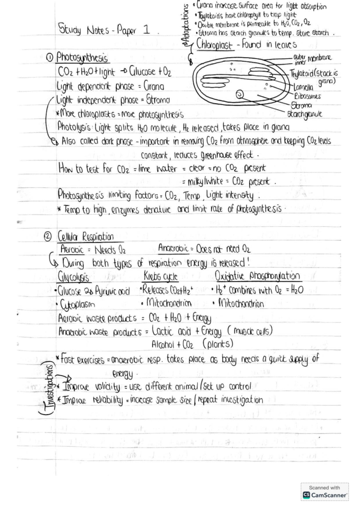 Photosynthesis & Cellular Respiration Study Notes - P.S - Studocu