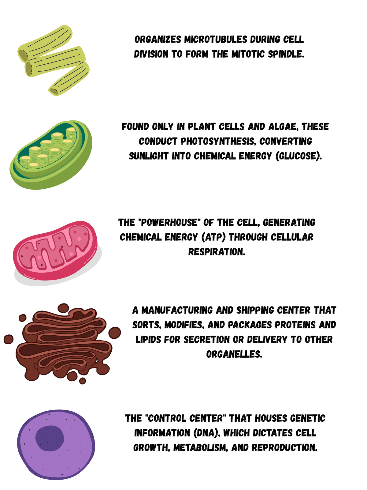 Cell Biology: Organelles and Their Functions (BIO101) - Studocu