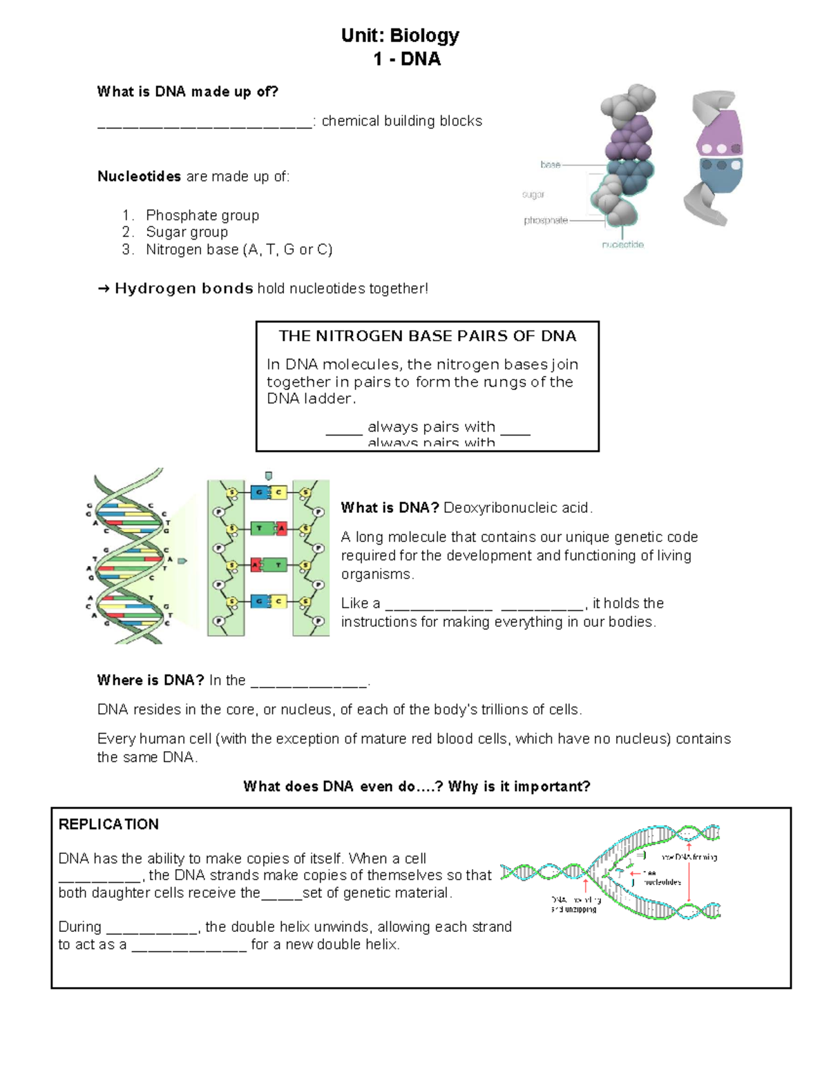 Biology 1: DNA Structure and Function Notes - Studocu