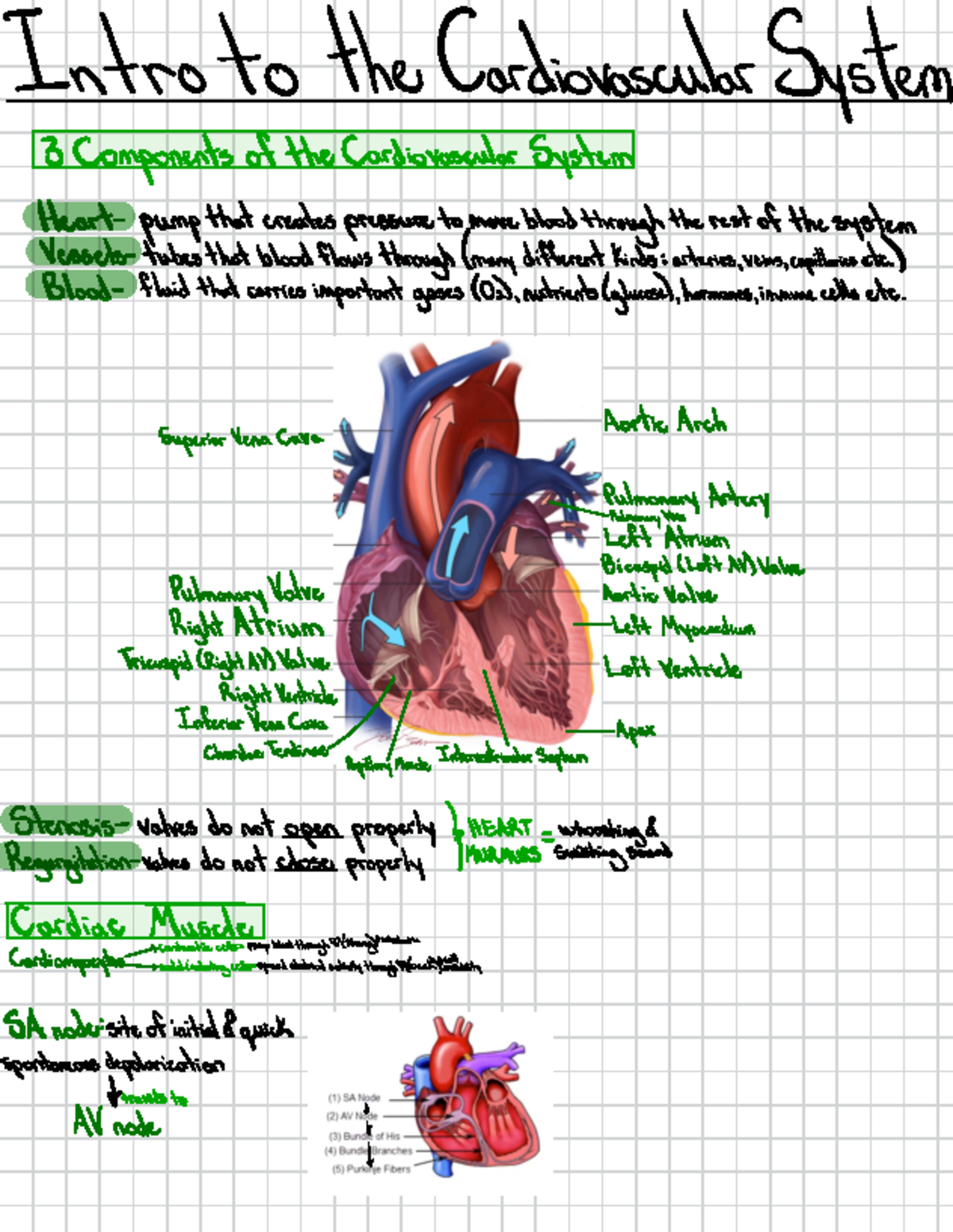 Intro to the Cardiovascular System - Intro to the Cardiovascular System ...