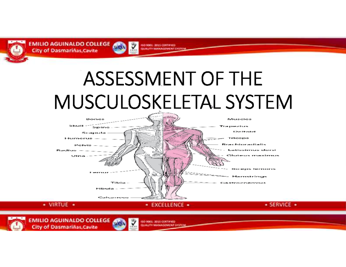 Assessment OF THE Musculoskeletal System - ASSESSMENT OF THE ...