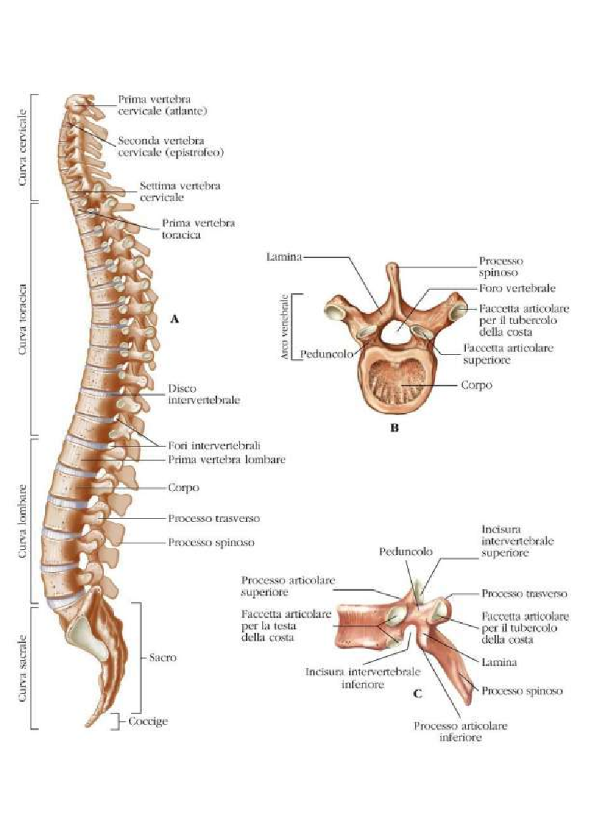 struttura colonna vertebrale - Prima vertebra cervicale (atlante ...