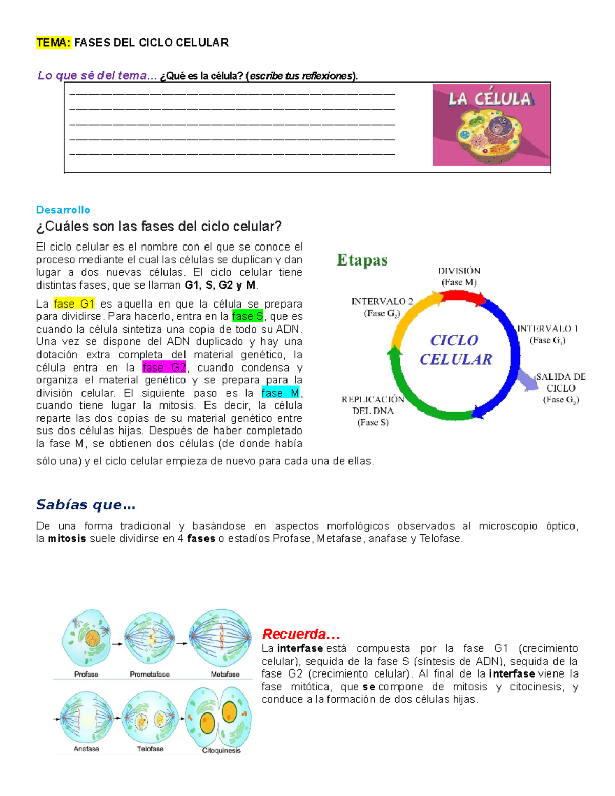 Clase Biología - Fases DEL Ciclo Celular - TEMA: FASES DEL CICLO CELULAR Lo que sé del tema ...