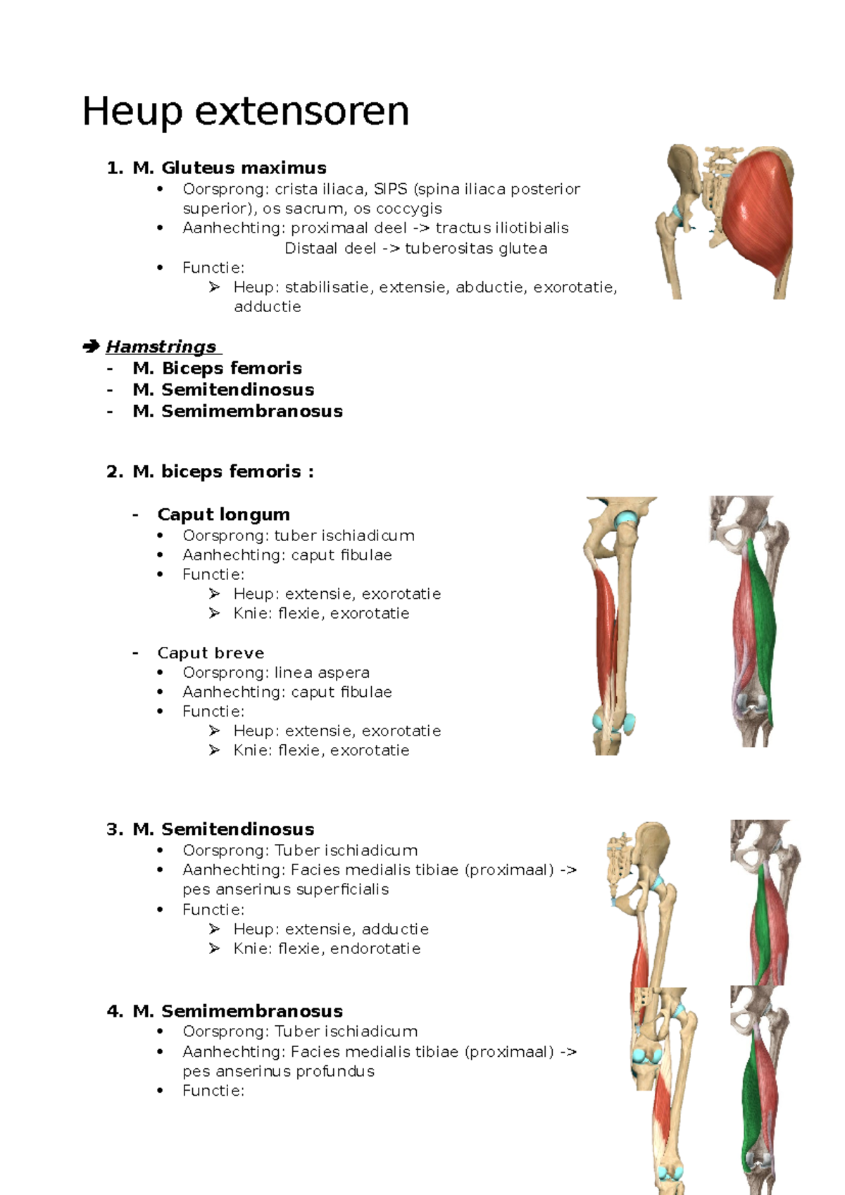 Spieren onderste ledenmatern volgens myologie tabel - Heup extensoren 1 ...