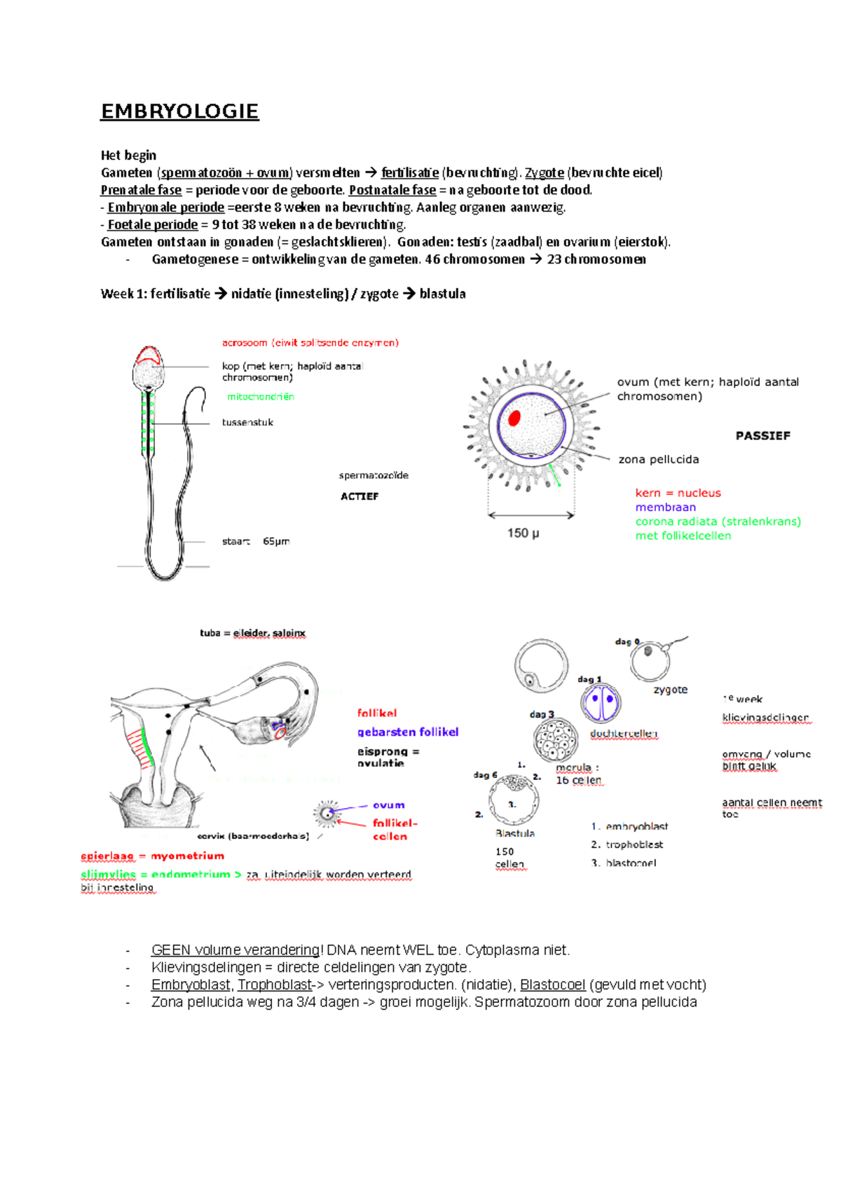 Embryologie: Hoofdpunten van de Embryonale en Foetale Fase - Studeersnel