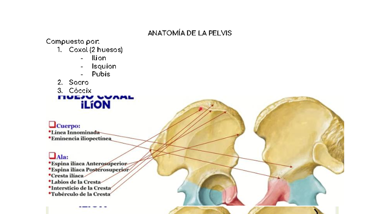 Resumen de Anatomía de la Pelvis: Estructura y Dimensiones - Studocu