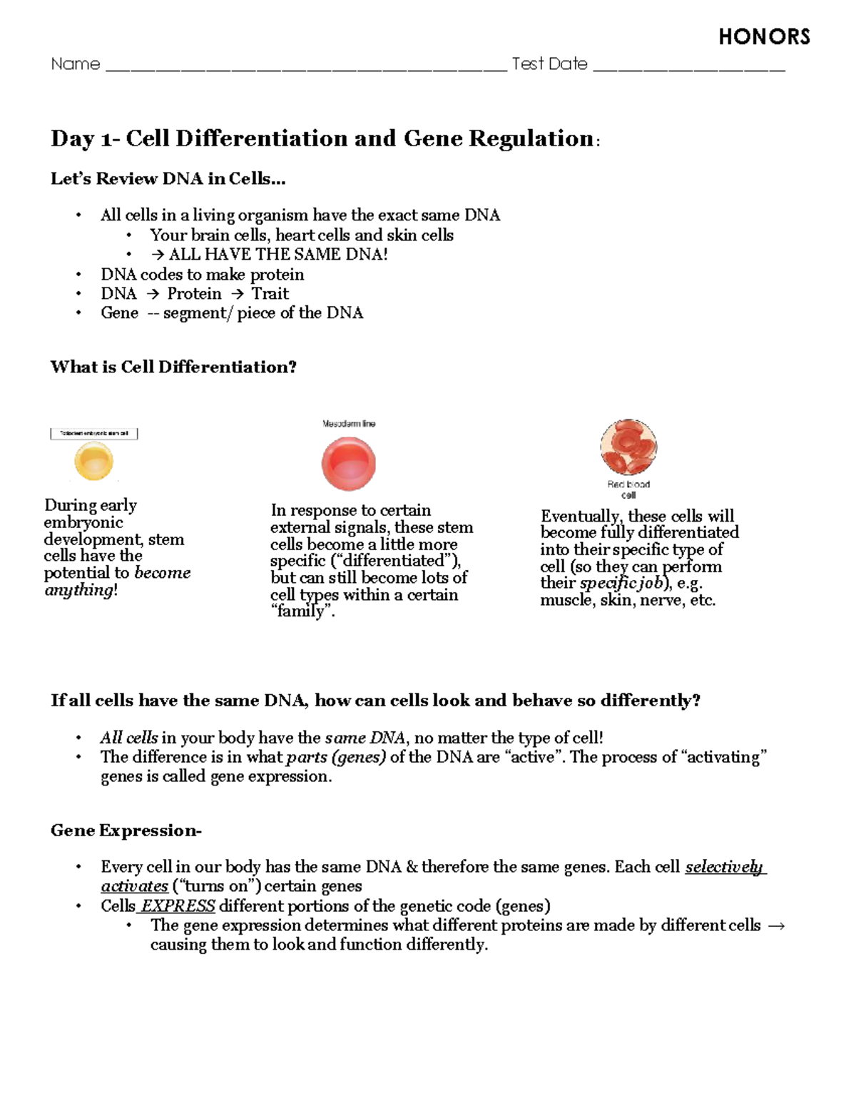 HONORS PK 25-26 Mutation Notes: Cell Differentiation & Gene Regulation ...