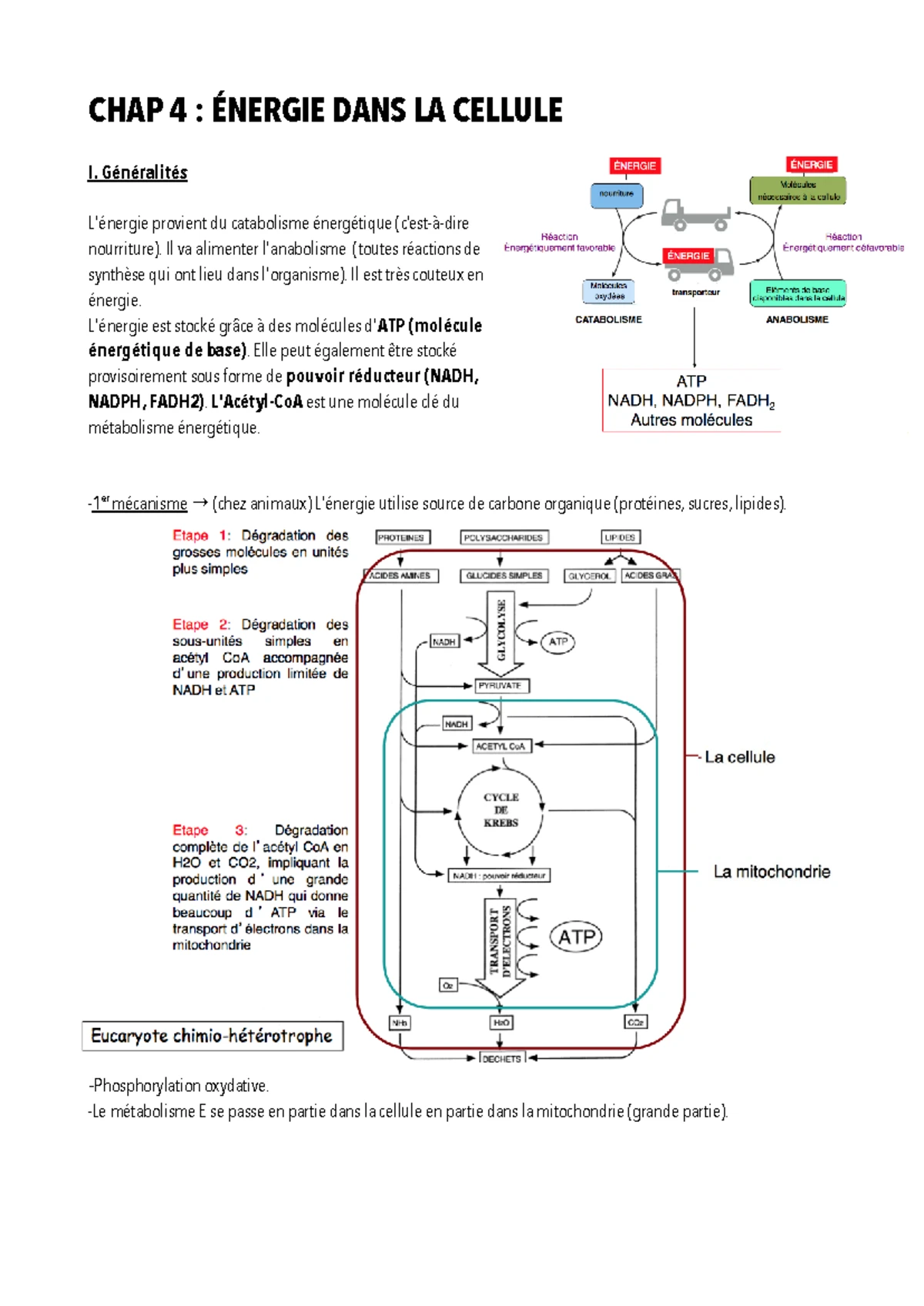 Biologie 1 - Résumé sur l'ADENOSINE TRIPHOSPHATE (ATP) - Studocu