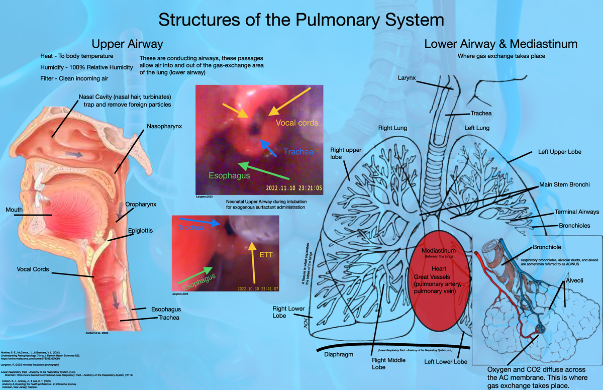 Week 11 - infographic - Structures of the Pulmonary System Upper Airway ...