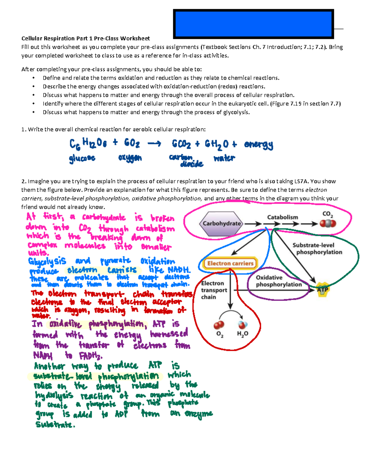 Week 3b Pre-Class Reading Guide: Cellular Respiration Part 1 - Studocu