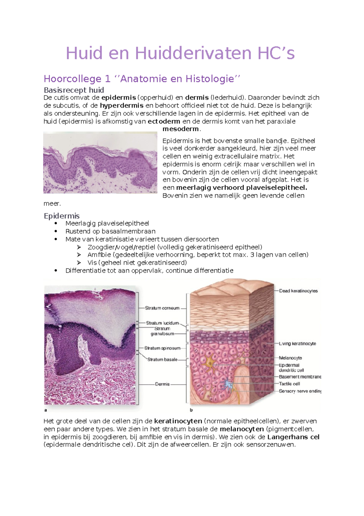 Epidermis Lagen Histologie Tissue Engineering' Van De Orale Mucosa: