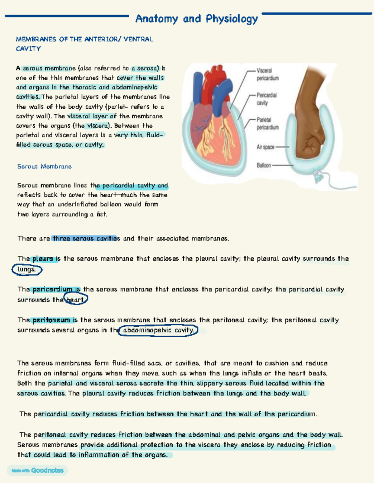 Anatomy & Physiology: Membranes of the Ventral Cavity (BIO 101) - Studocu