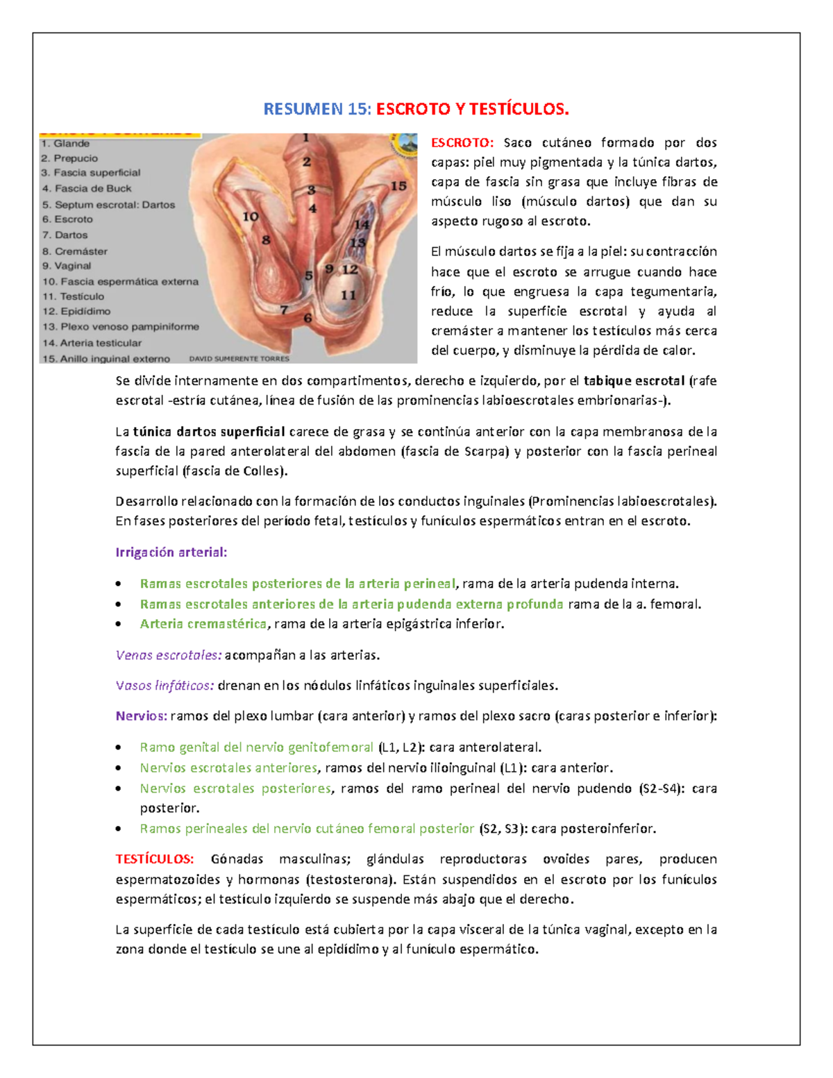 Resumen 15: Anatomía del Escroto y Testículos según Moore - Studocu