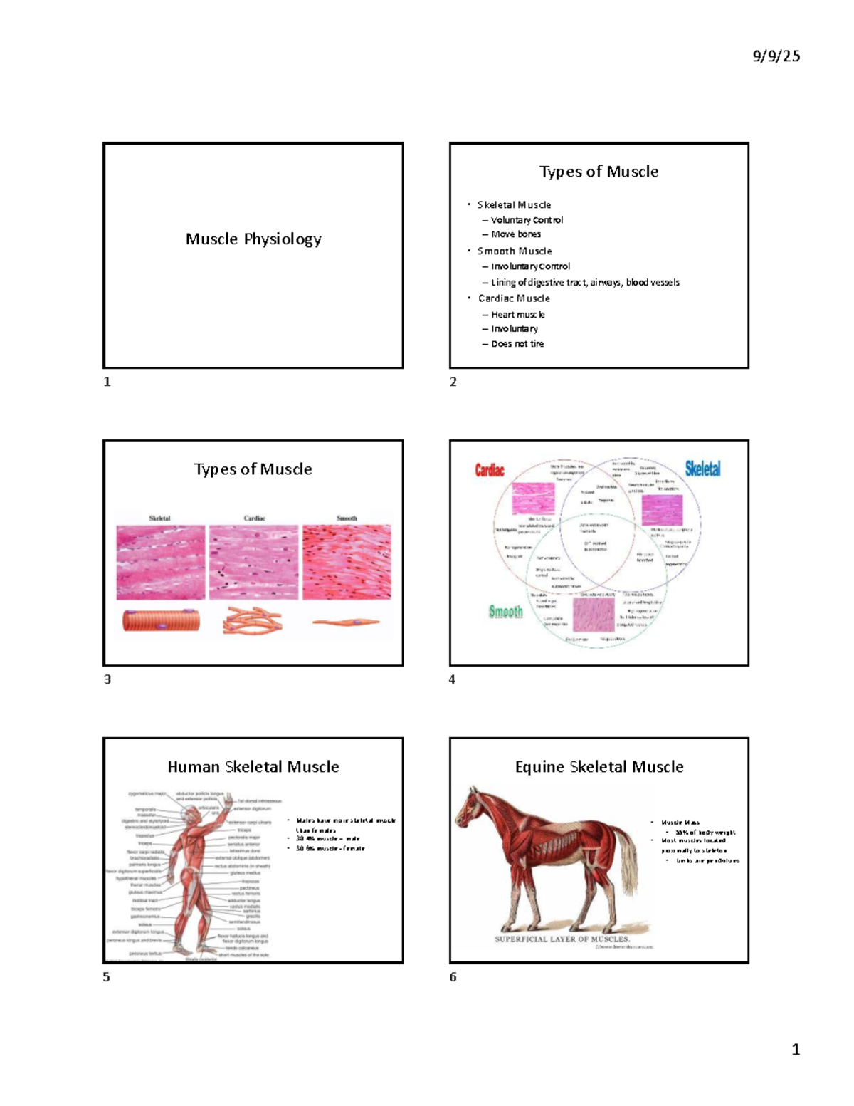Muscle Physiology Overview: Types, Contraction, and Growth Factors (BIO ...