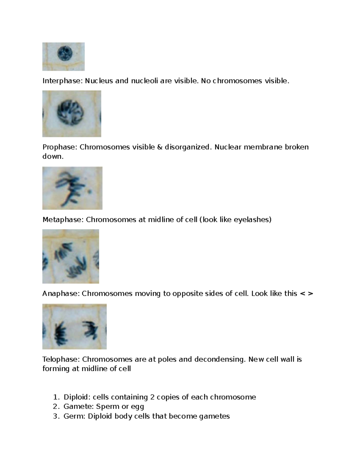 Cell Division & Genetics Overview: Mitosis, Meiosis, & Mendelian ...