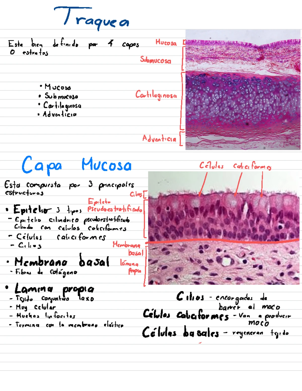 Funciones y Características de la Carúncula Ocular - Studocu