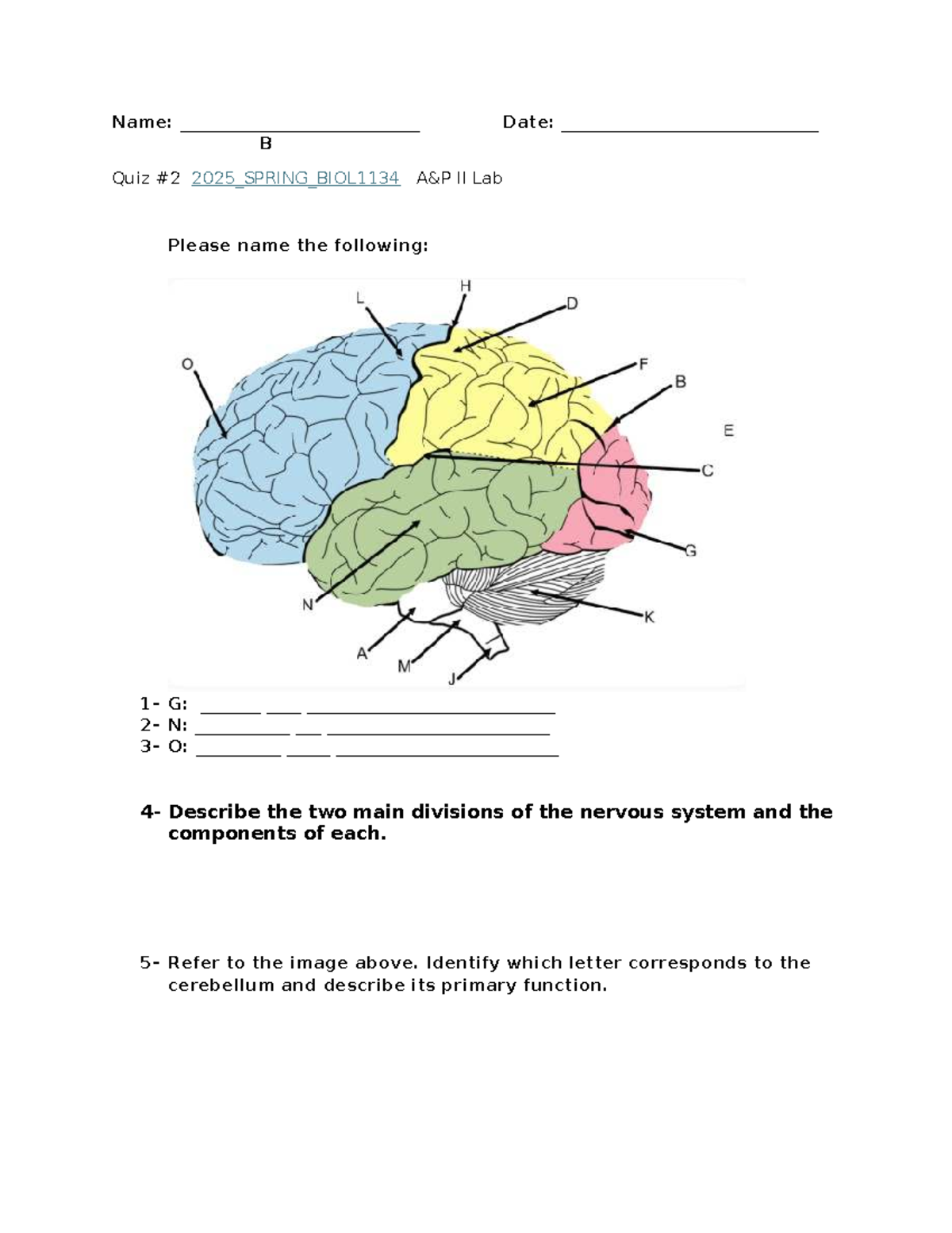 Quiz 2025_SPRING_BIOL1134 II Lab: Nervous System Divisions & Functions ...