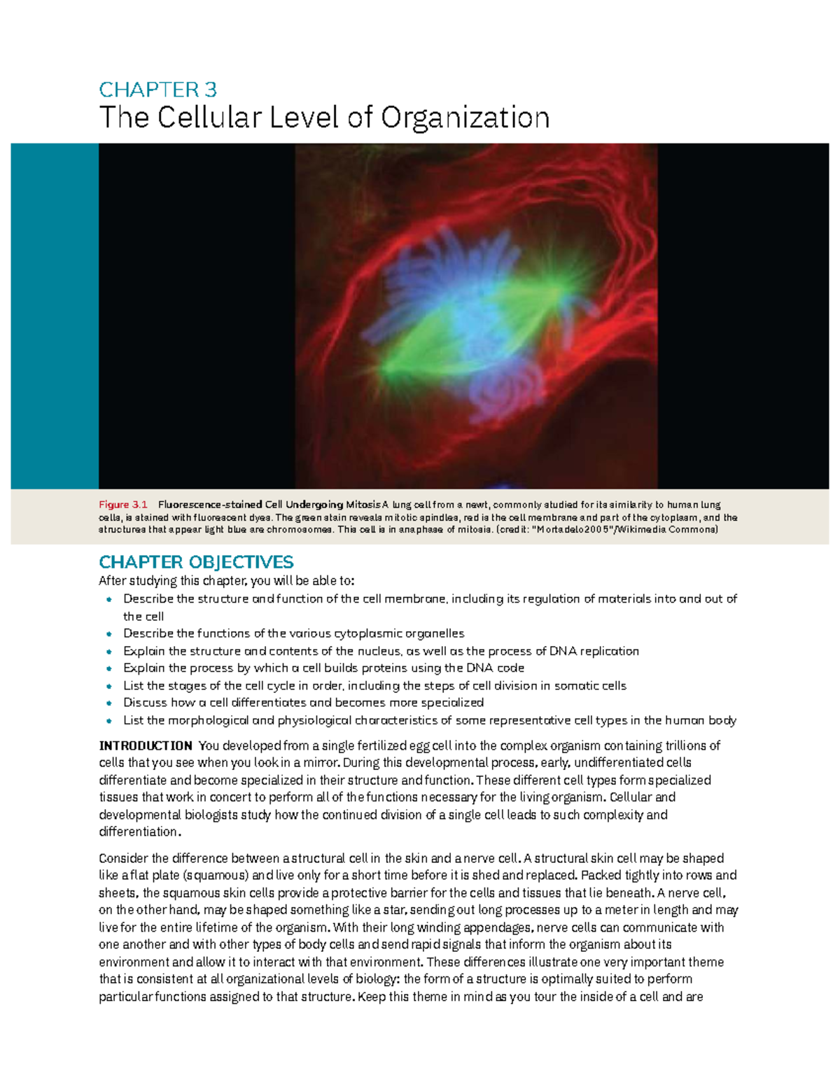 CHAPTER 3 The Cellular Level of Organization: Mitosis and Cell ...